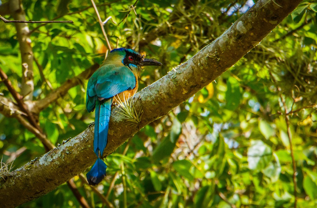 Birdwatching in Belize: Your Ultimate Guide to Avian Adventures